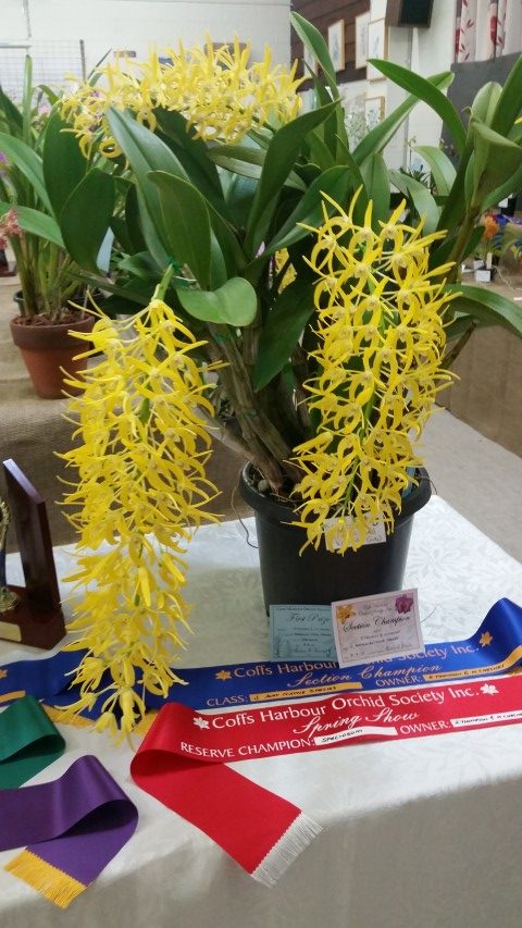 SEPTEMBER 2023 NEWSLETTER | Coffs Harbour Orchid Society | Orchid ... SEPTEMBER 2023 NEWSLETTER | Coffs Harbour Orchid Society | Orchid ...