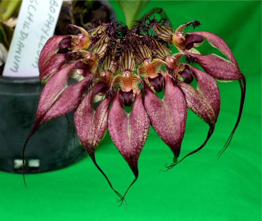 JUNE 2023 NEWSLETTER | Coffs Harbour Orchid Society | Orchid Growing ... JUNE 2023 NEWSLETTER | Coffs Harbour Orchid Society | Orchid Growing ...