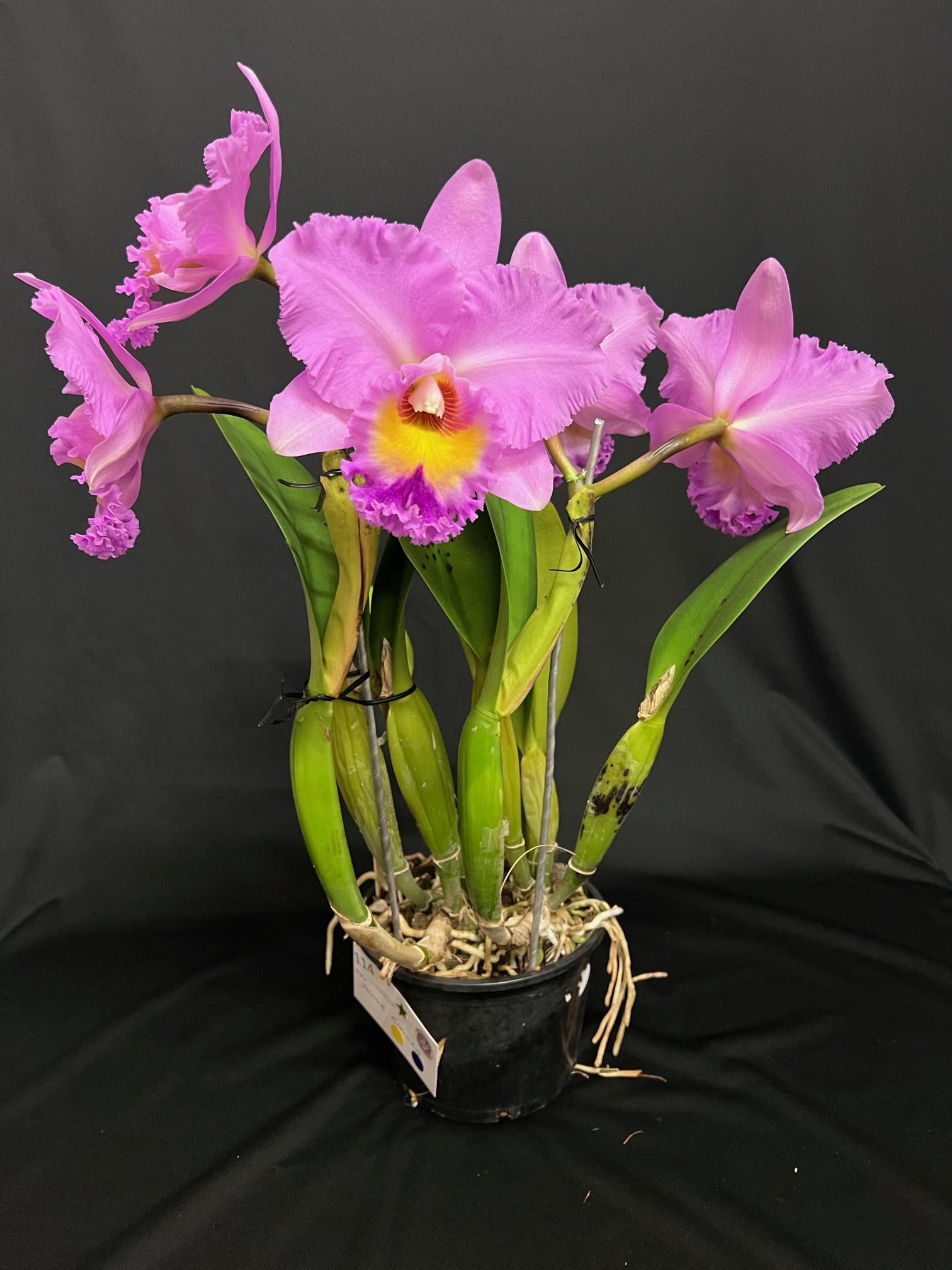 MAY 2023 NEWSLETTER – Part One | Coffs Harbour Orchid Society | Orchid ... MAY 2023 NEWSLETTER – Part One | Coffs Harbour Orchid Society | Orchid ...